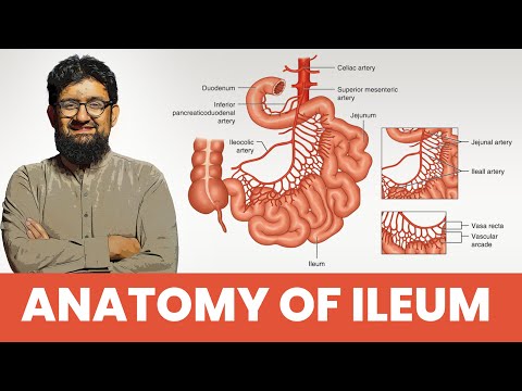 Anatomy of Ileum | Hindi / Urdu
