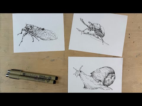 Live Replay 🖋️ Insect Sketching with Pen|Line Precision & Texture Techniques