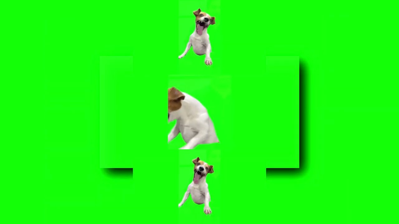 YTPMV Green Screen Laughing Dog Meme Scan