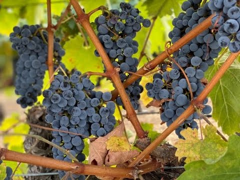 Daily Devotion - The fruit of the Vine