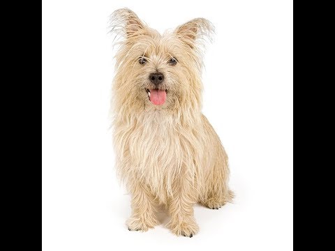 Cairn Terrier Dog Breed