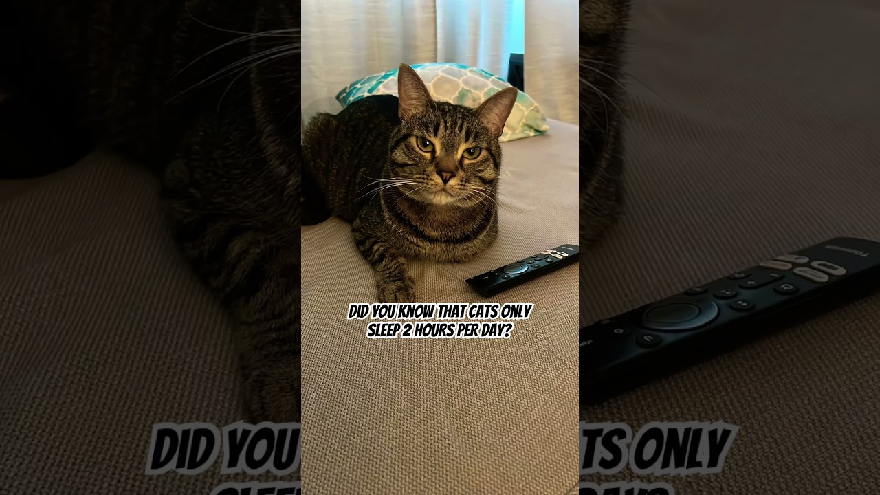 Meet Sherman: Full-Time Cat Model, Part-Time Heart Thief 😼📸