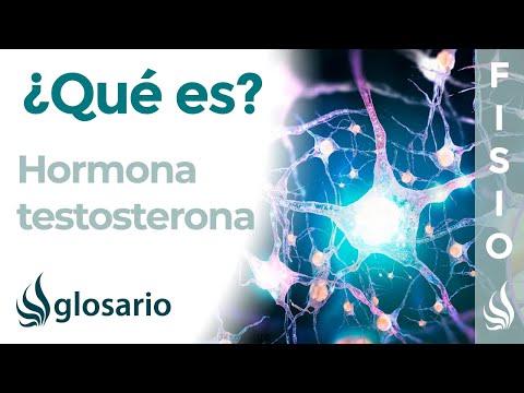 TESTOSTERONA | Qué es, qué la segrega, efectos, dónde actúa y a qué se deben sus alteraciones