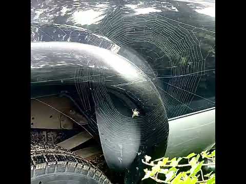 Timelapse of a spider building a web