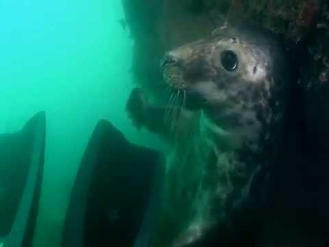 Seal playing with NRW diver near Skomer / Morlo yn chwarae gyda deifar CNC yn Sgomer