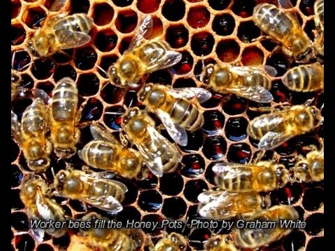 Did EPA's Flawed Label Language Cause Massive Honeybee Devastation