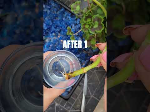 Grow GERANIUM from cuttings #shorts