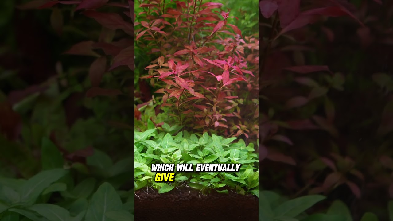 Staurogyne repens | Dennerle Plants Shorts