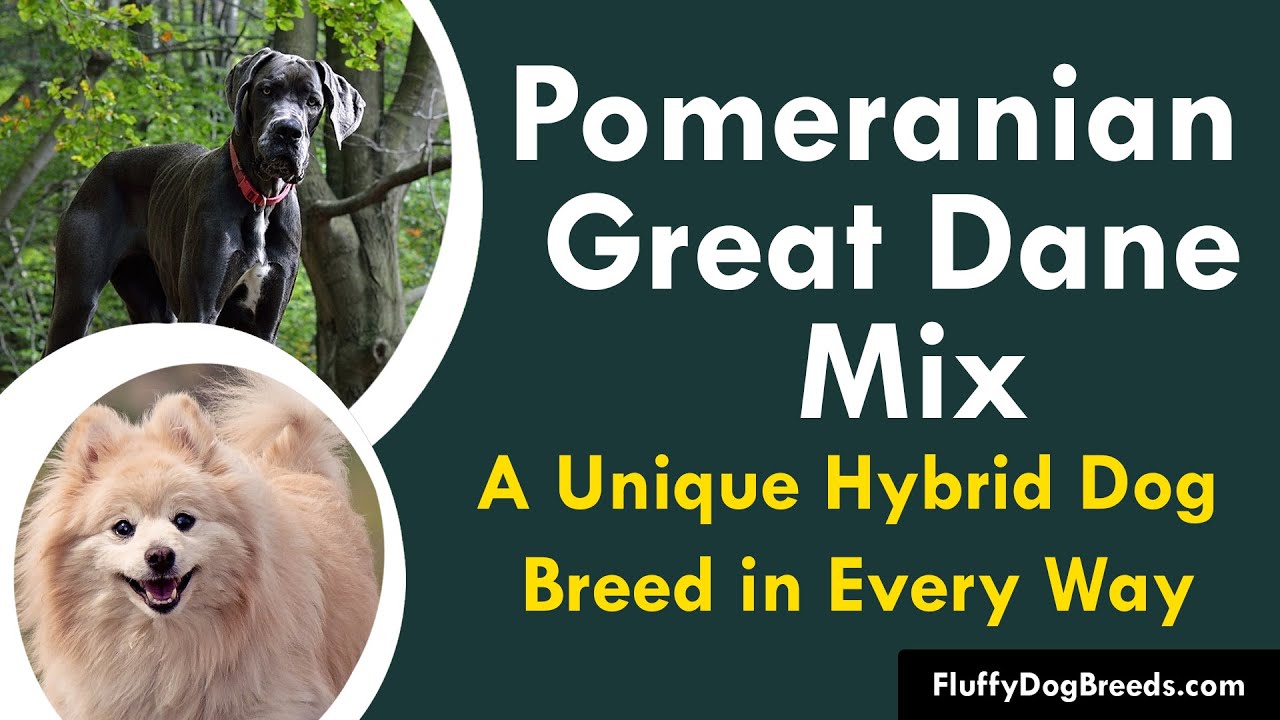 Pomeranian Great Dane Mix: A Unique Hybrid Dog Breed in Every Way