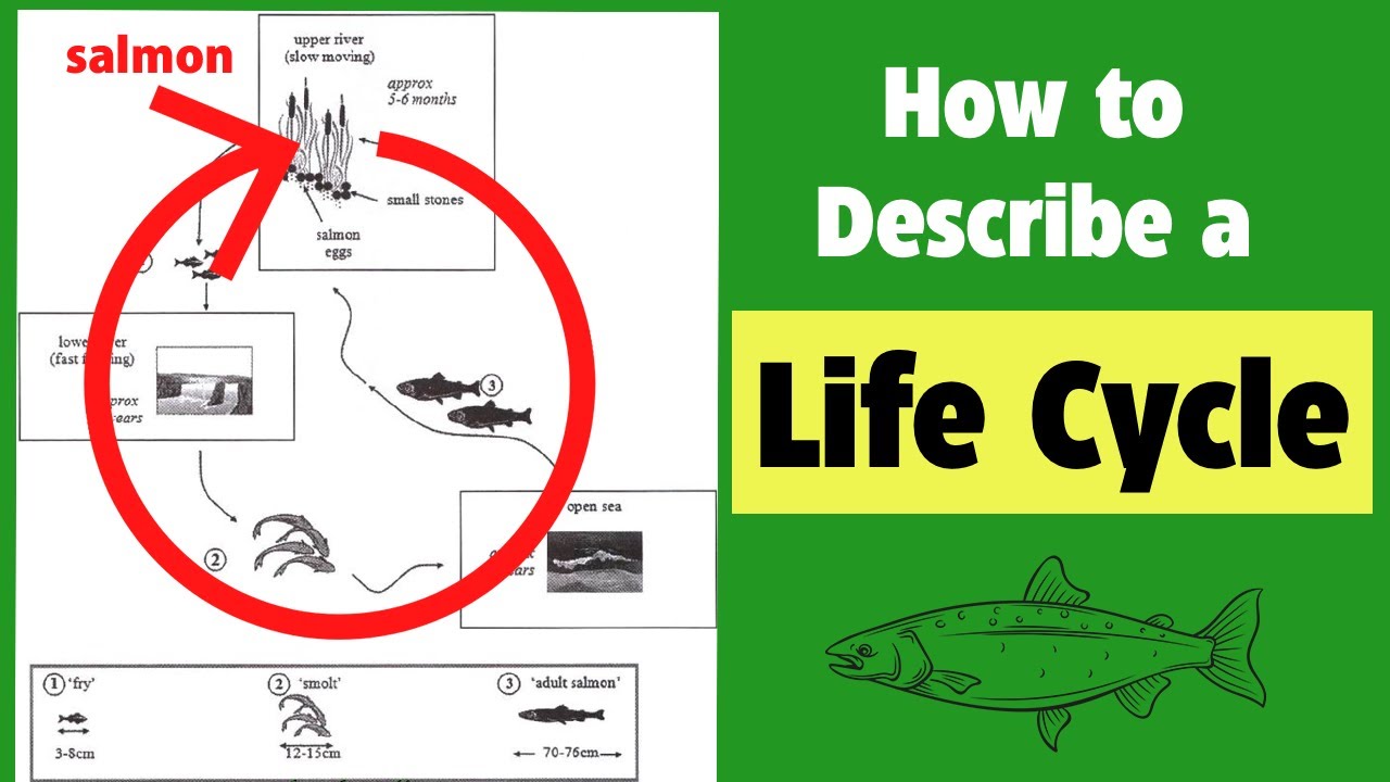 how to describe a life cycle diagram in ielts writing task 1
