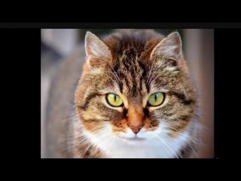 New Best Funny Animal Memes for Kids Videos and How to 10Million + Views for utube Channel Needed