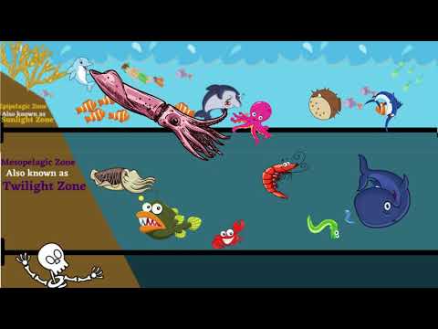 Ocean Zones