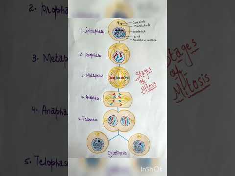Mitosis diagram by Learn Biology 🧬