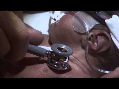 Infant Mortality Decline in TN | Children's Health Update | NPT Reports
