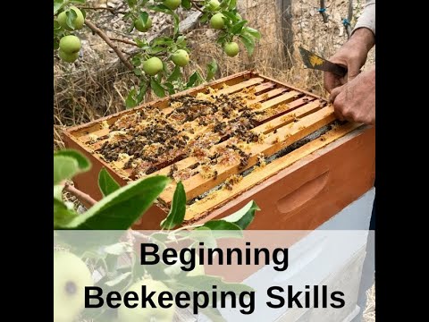 Beginning Beekeeping Skills – The Honey Company