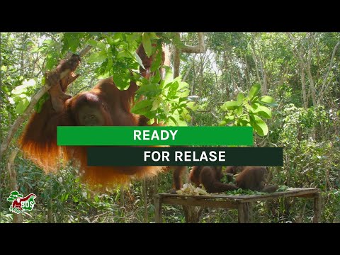 READY FOR RELEASE