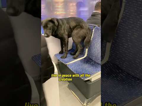 Stray Dogs of Istanbul - Boundless Love