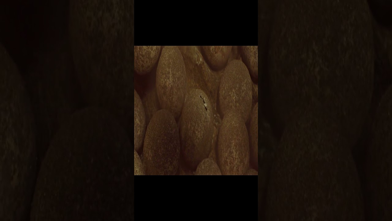 EGGS HATCHING//ALIEN BABIES