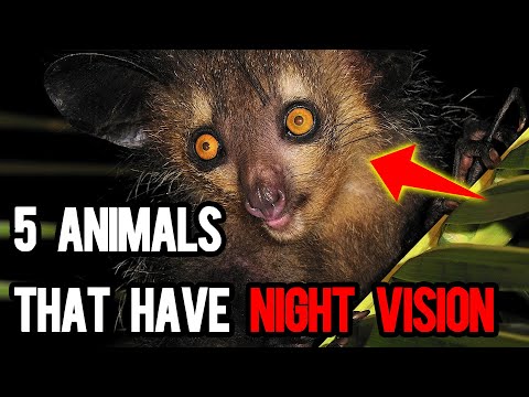 5 Animals That Have Night Vision | Animal Kingdom
