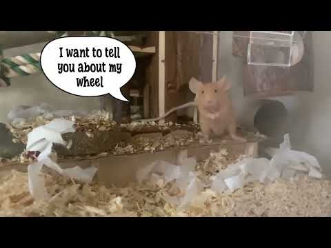 Jaspers Reviews his Exercise Wheel for you.