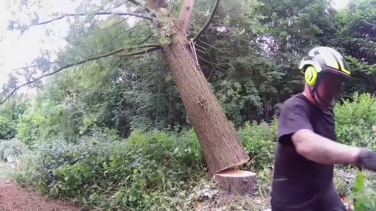 The Felling of a Willow Tree - Lionheart Cricket Bats