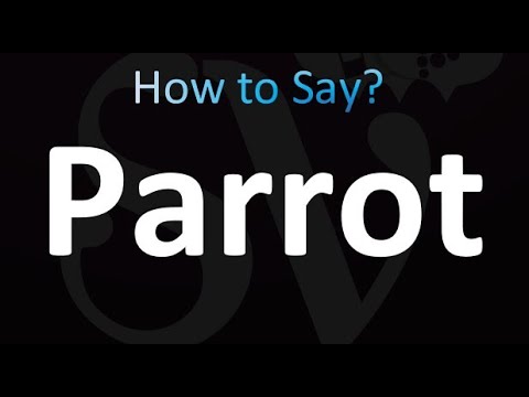 How to Pronounce Parrot (Correctly!)