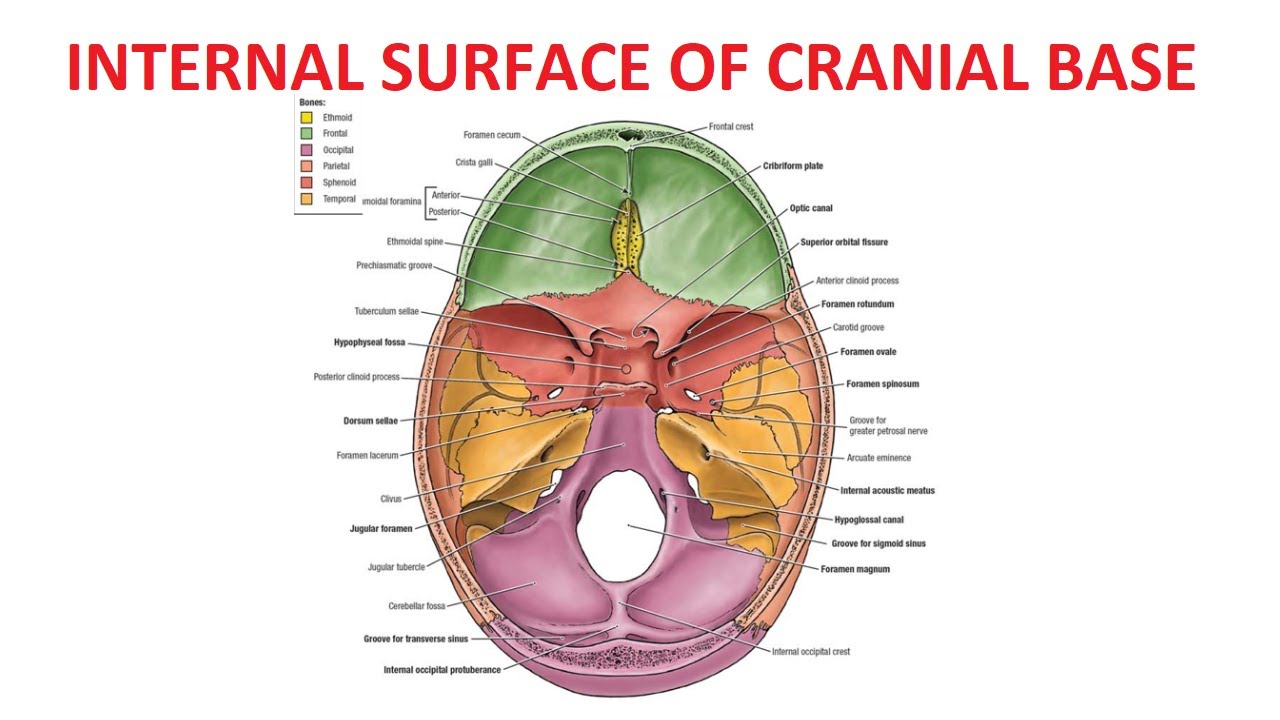 Internal Surface of Base of Skull | Cranial Cavity | Cranial Fossae