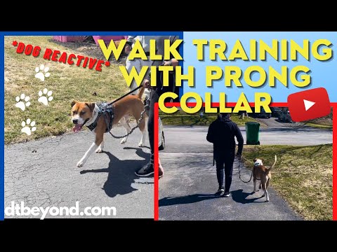 WALK TRAINING WITH PRONG COLLAR!