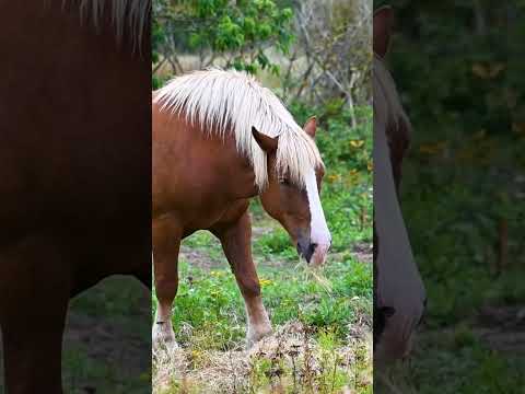 Do you know how to say HORSE in SPANISH? Farm Animals /Spanish kids #learnspanish #educationalvideos