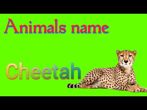 Cheetah ko hindi mein kya bolate hain | Cheetah meaning in hindi | Cheetah | चीता | Spelling |