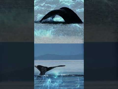 Whale Watch with Gastineau Guiding