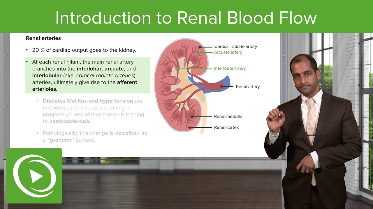 How Renal Blood Flow Affects Kidney Function and Disease 🏥