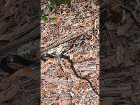 Black Racer Snake Non-Venomous, Never Know What You Might Encounter, Lake Jesup Conservation Area