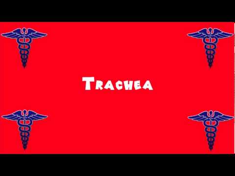 Pronounce Medical Words ― Trachea