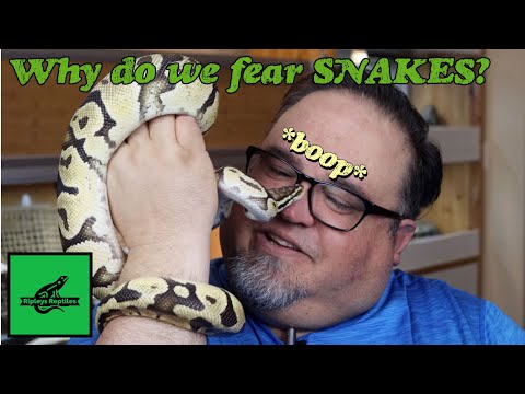 Why do we fear snakes? Ophidiophobia and its origins. Why your friends hate your reptiles.