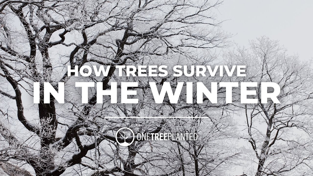 How Do Trees Survive Winter? | Branching Out | One Tree Planted