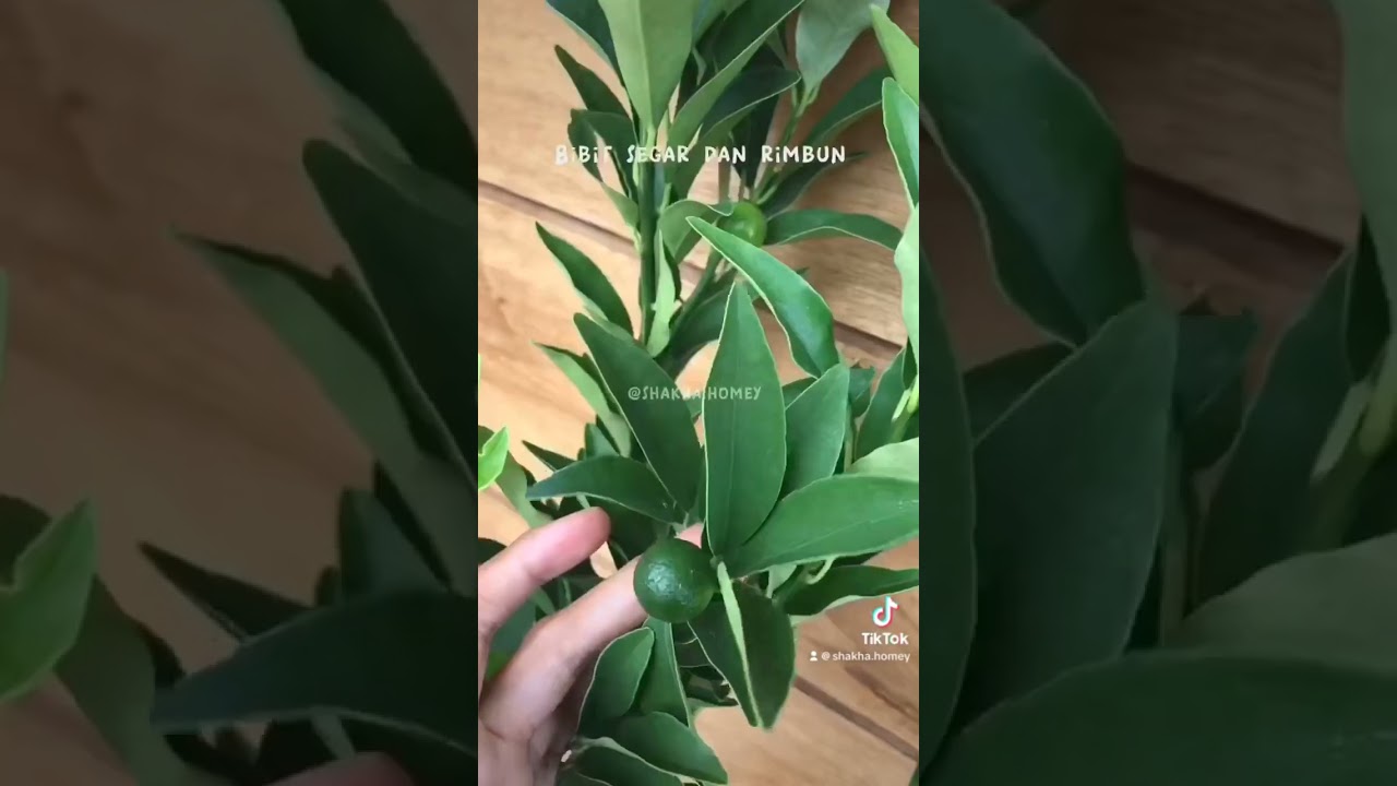 Beli bibit di shopee aman ga sih❓