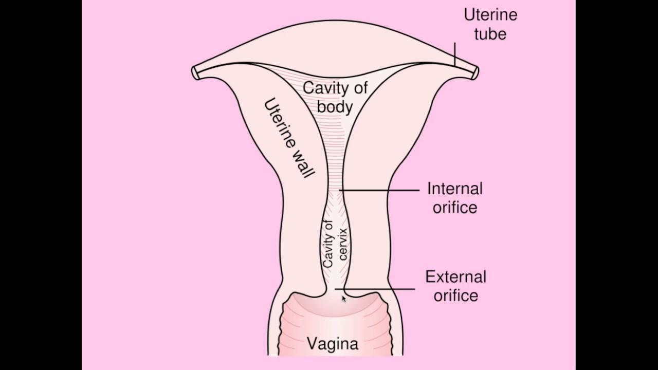 Benign Cervical Lesions - CRASH! Medical Review Series