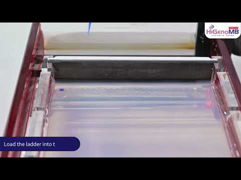100bp DNA Ladder - MBT049