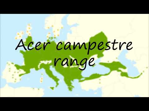 How to pronounce Acer campestre range in Portuguese?