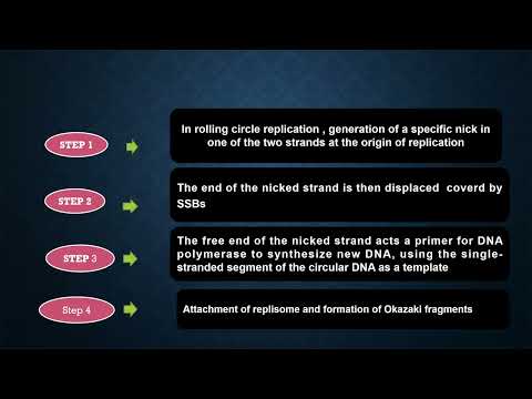Rolling circle replication and inhibitors of replication