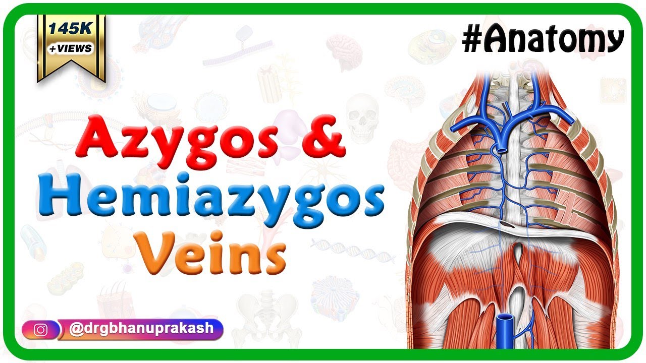 Azygos and Hemiazygos veins  - Gross anatomy of Abdomen and pelvis