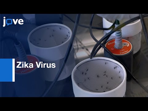 Vector Competence Analyses on Mosquitoes using Zika Virus | Protocol Preview