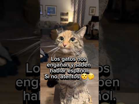 😮🤭Los GATOS nos ENGAÑAN y saben hablar español #gatosquehablan #gatosgraciosos #videosgraciosos