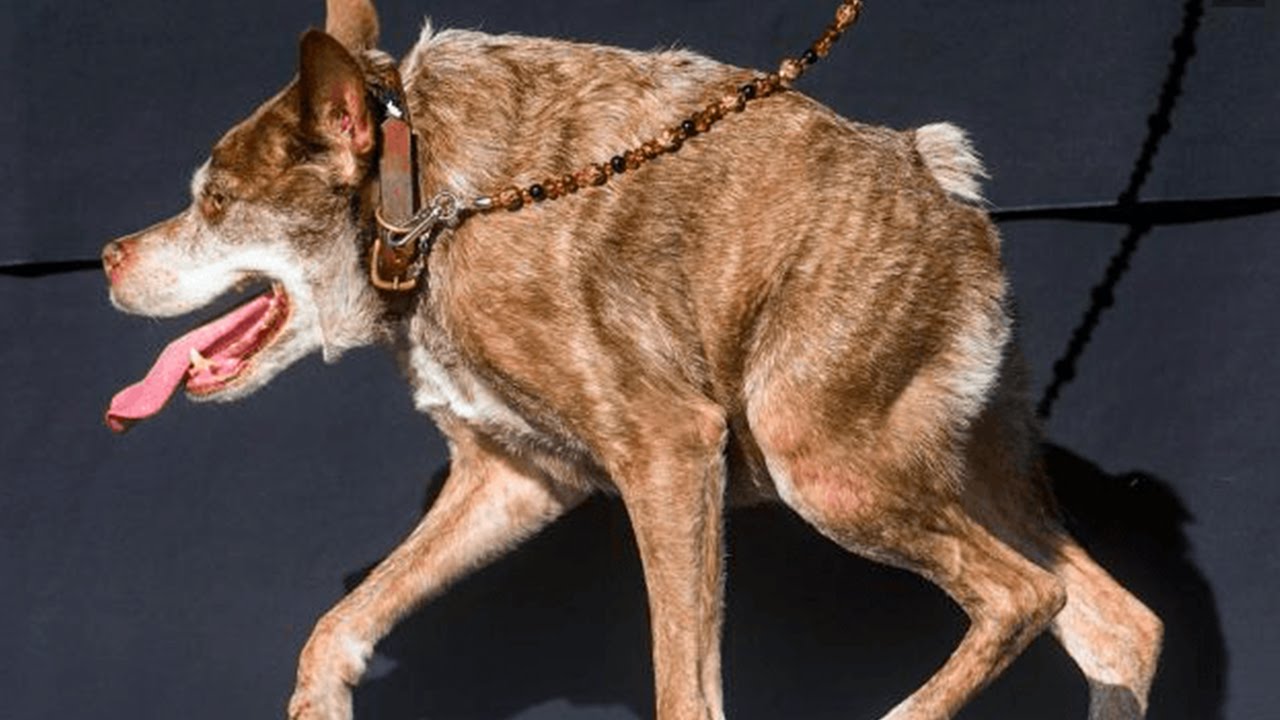 Meet The Ugliest Dog In The World - Quasi Modo