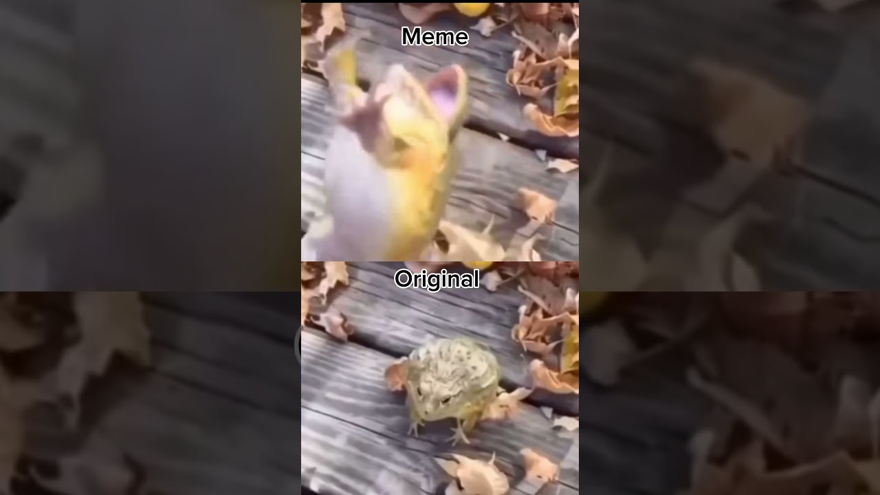 Frog jump meme and original | #meme #shorts