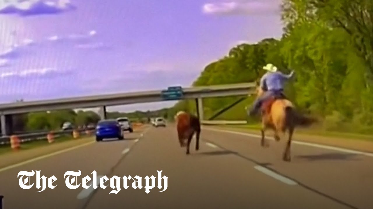 Watch: Cowboy lassos runaway cow on busy highway