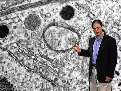 Apicoplast and evolution - David Roos (U Penn)