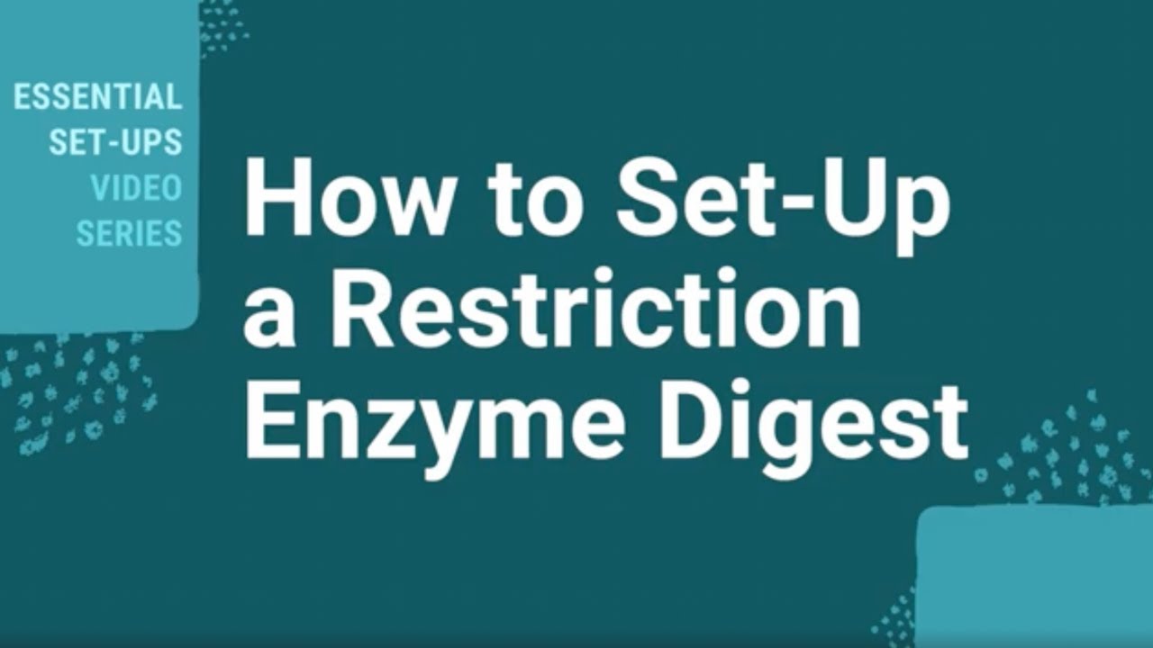 How Do I Set-up A Restriction Enzyme Digest?