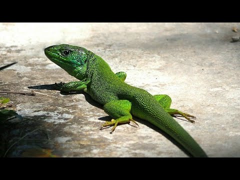 WHAT DOES THE SPIRITUAL MEANING IF GREEN LIZARD CROSSING YOUR PATH ?